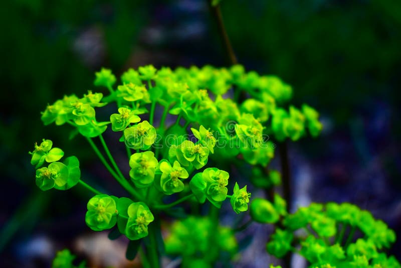 Spring vivid colours stock image. Image of bloom, flower - 180381211