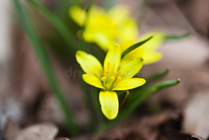 Spring yellow flower stock image. Image of abstract, close - 30036287