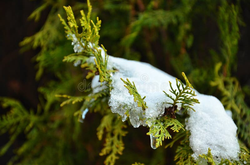 Spring vs Winter stock photo. Image of winter, spring - 112682448