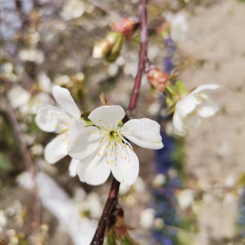 Spring is waking up stock image. Image of waking, produce - 215923183