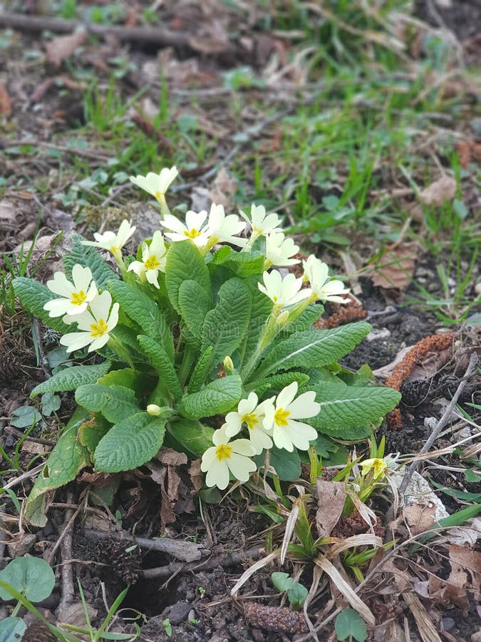 Spring is Waking Up at Bosna River Valley Stock Image - Image of waking ...