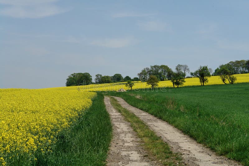 Spring Walk stock photo. Image of trees, lorraine, blue - 790396