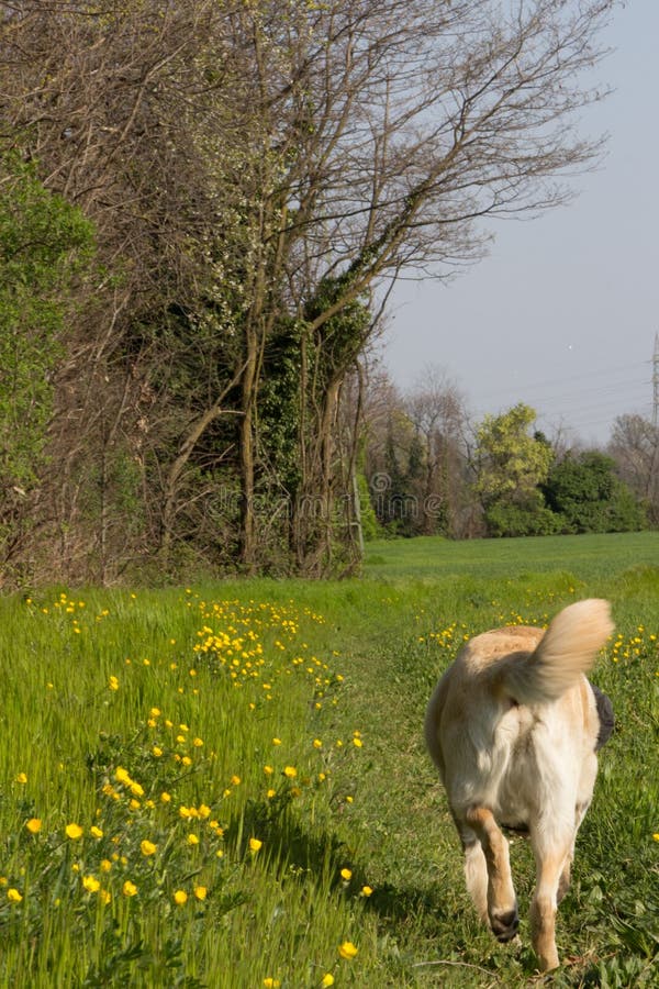Spring walk stock photo. Image of colors, funny, outdoors - 39308884