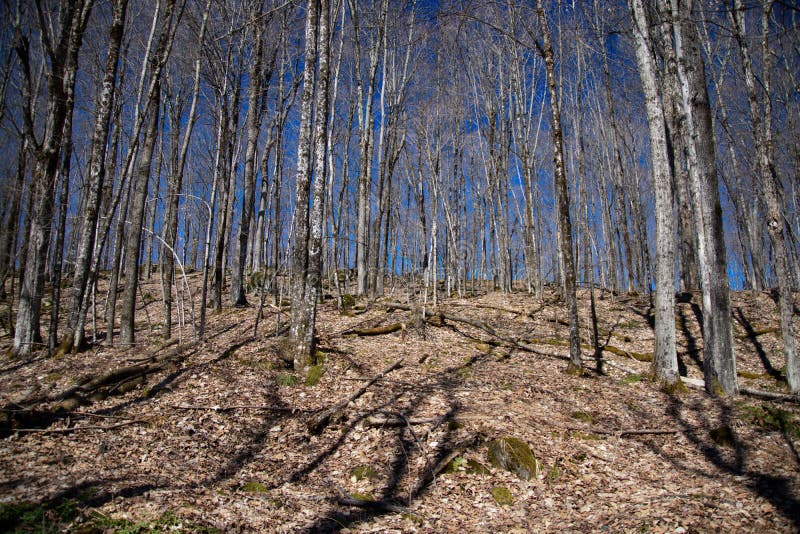 A Spring Walk in the Canadian Forest Stock Image - Image of cold ...