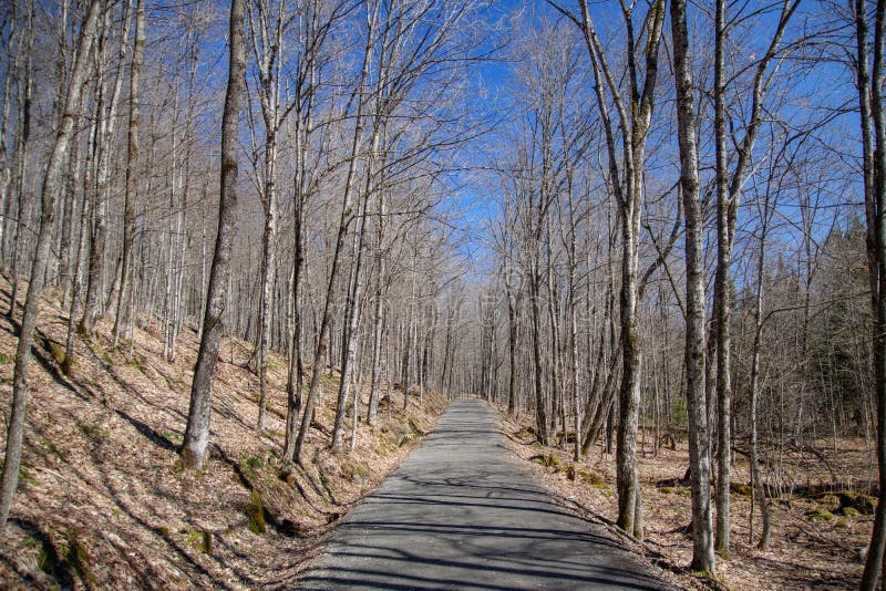 A Spring Walk in the Canadian Forest Stock Image - Image of rural ...