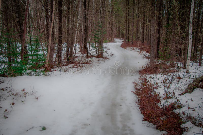 A Spring Walk in the Canadian Forest Stock Image - Image of plant ...