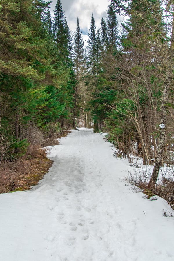 A Spring Walk in the Canadian Forest Stock Image - Image of plant ...
