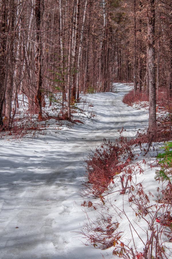 A Spring Walk in the Canadian Forest Stock Image - Image of spring ...