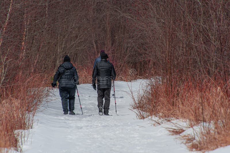 A Spring Walk in the Canadian Forest Editorial Stock Photo - Image of ...