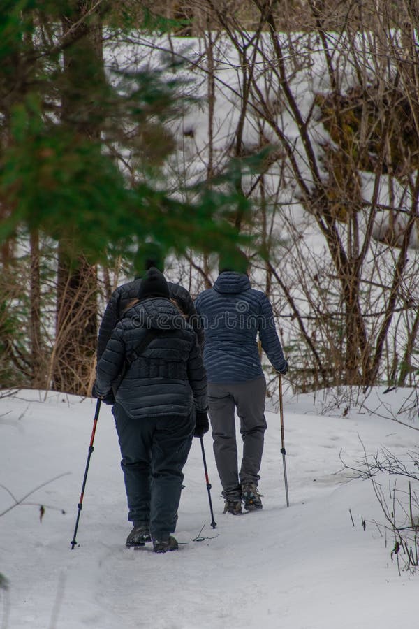 A Spring Walk in the Canadian Forest Editorial Stock Photo - Image of ...