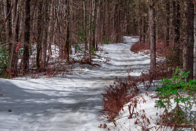 A Spring Walk in the Canadian Forest Stock Photo - Image of canada ...