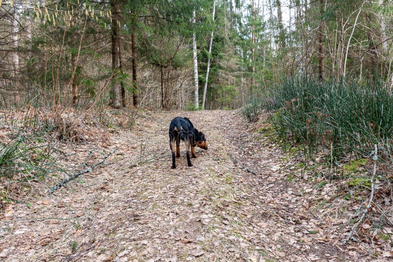 Spring Walk with a Dog in the Forest, Bare Trees, Nature without ...