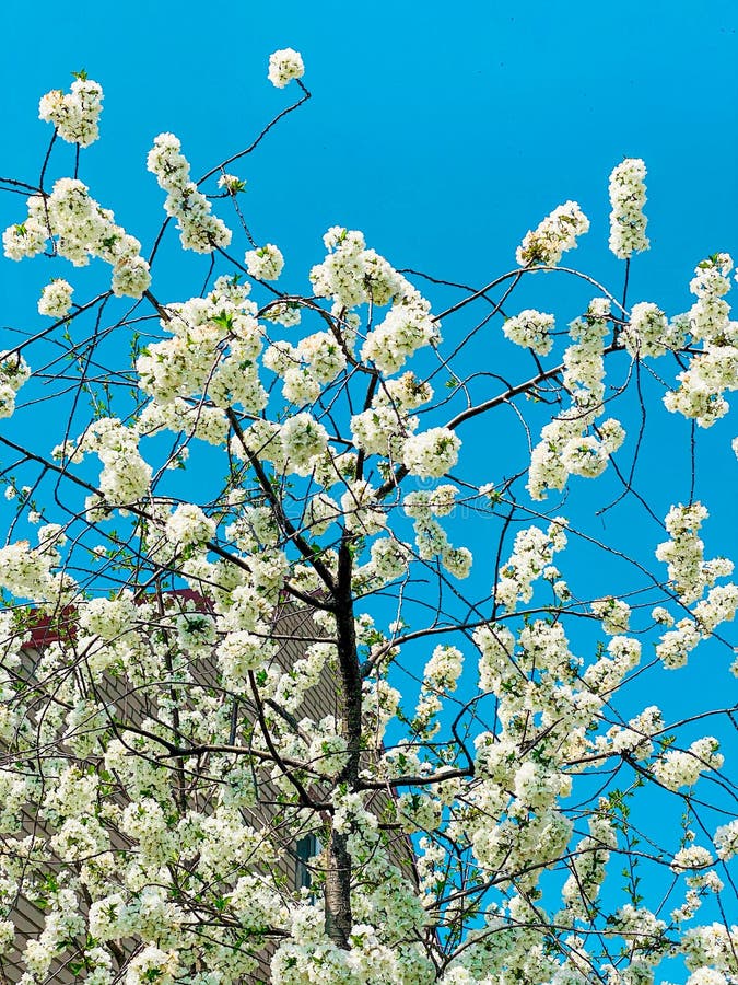 Spring walk and flower stock image. Image of green, republic - 179967427