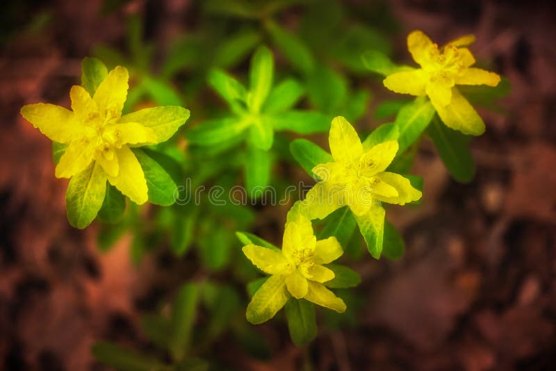 Spring stock photo. Image of walk, beautiful, forest - 53054130