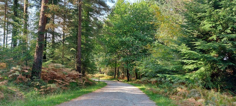 Spring Walk through the Forest Stock Image - Image of path, spring ...