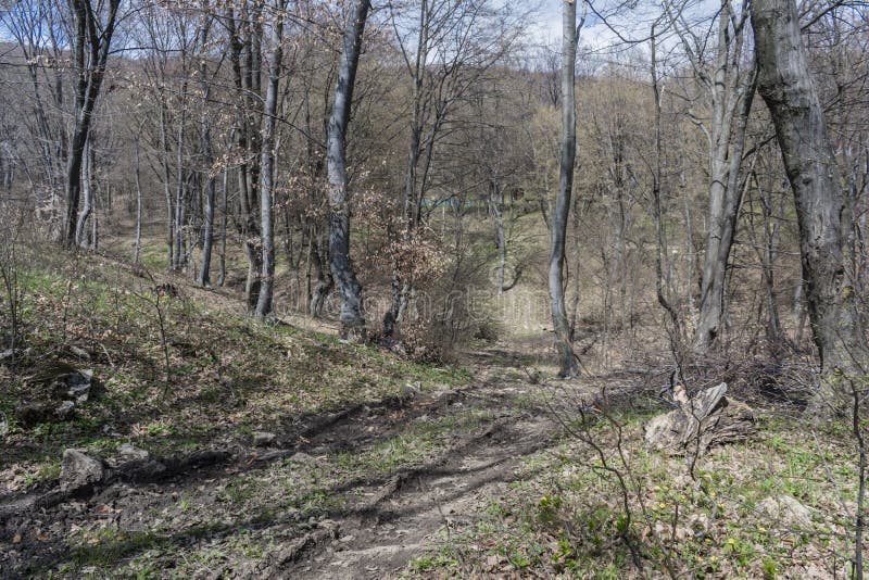 Spring Walk in the Forest during a Sunny Day Stock Photo - Image of ...