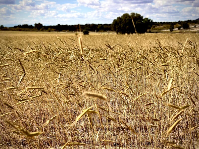 Spring Walk among Spikes of Rye Stock Image - Image of prairie, soto ...
