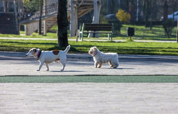 Spring walk of two dogs stock photo. Image of grass - 372864156