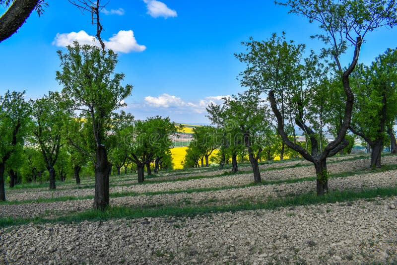 Spring trip through nature stock image. Image of grass - 180765165
