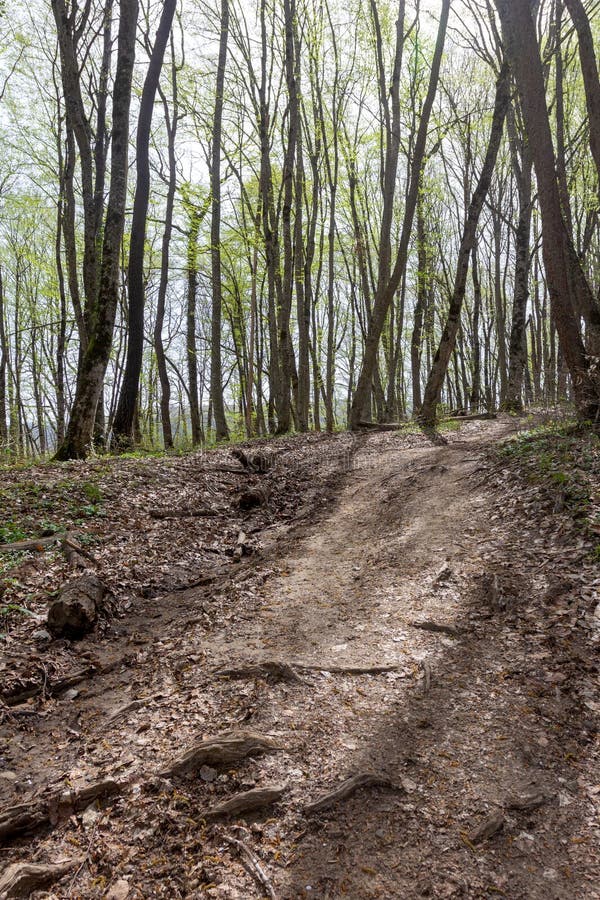 The Beginning of the Spring Season , Nature Walks in the Forest Stock ...