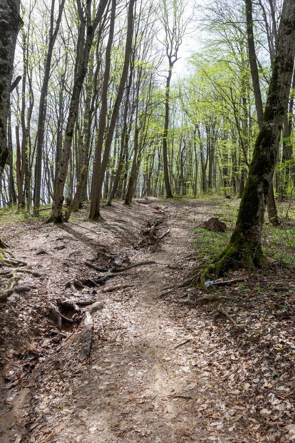 The Beginning of the Spring Season , Nature Walks in the Forest Stock ...