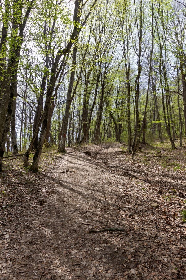 The Beginning of the Spring Season , Nature Walks in the Forest Stock ...
