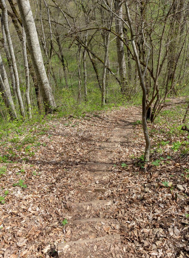 The Beginning of the Spring Season , Nature Walks in the Forest Stock ...