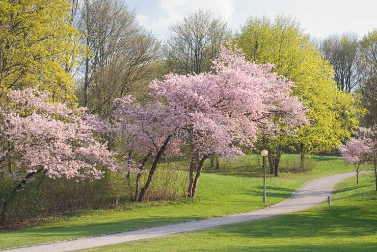 Spring Walkway stock image. Image of nature, leaves, footpath - 9047571
