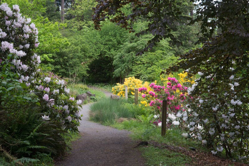 Spring Walkway in Hendricks Park, Eugene Oregon Stock Photo - Image of ...
