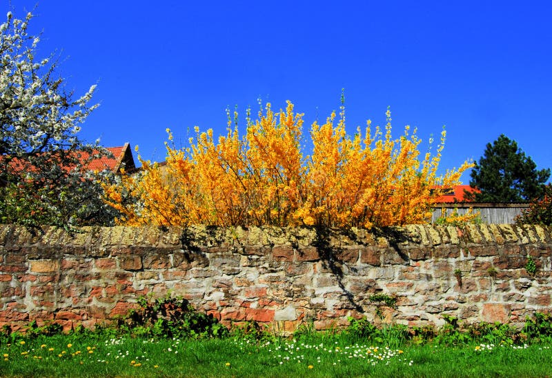 Spring wall stock photo. Image of tree, season, grass - 14213522
