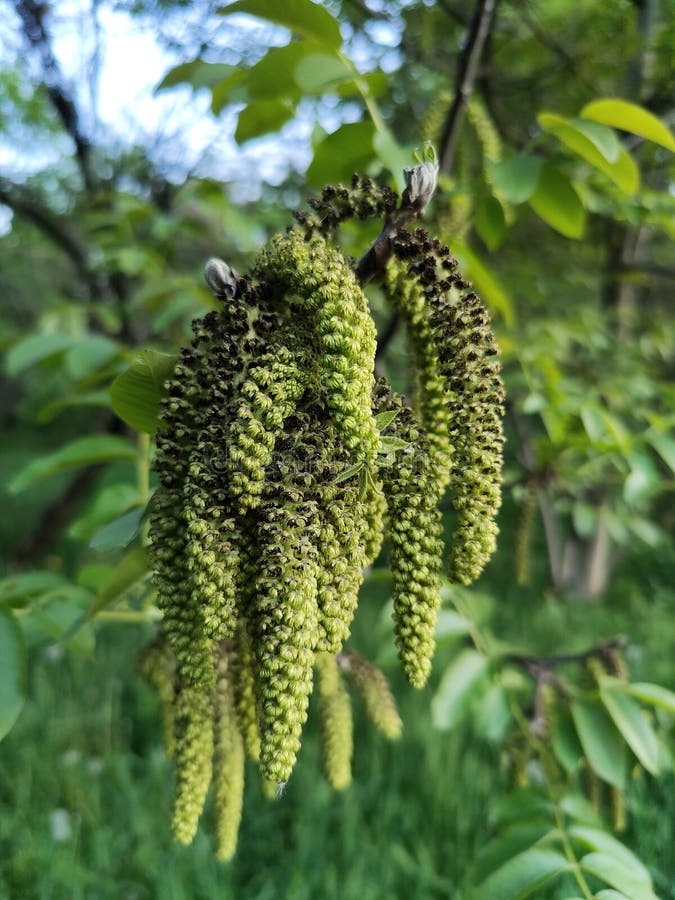 Spring - Walnut Tree Flowers Stock Photo - Image of bloom, blossom ...
