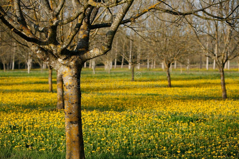 Spring walnut trees stock image. Image of rural, trees - 22699887