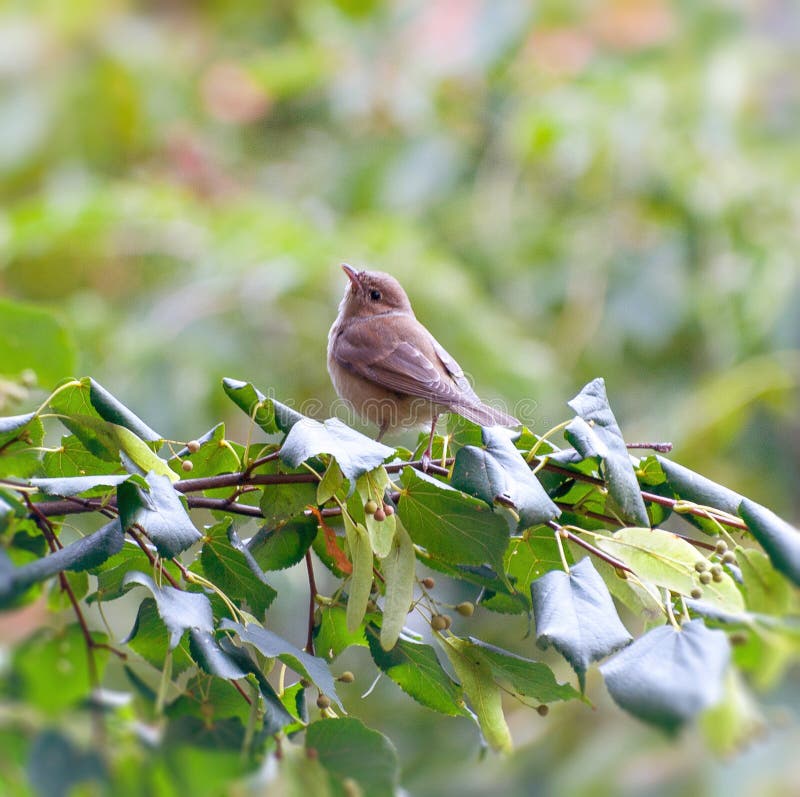The Spring Warbler Phylloscopus Trochilus Bird Stock Image - Image of ...