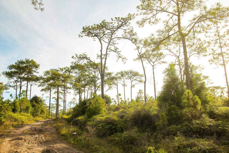 Spring Warm Forest Jungle Wood Tree Field and Soil Path with Morning ...