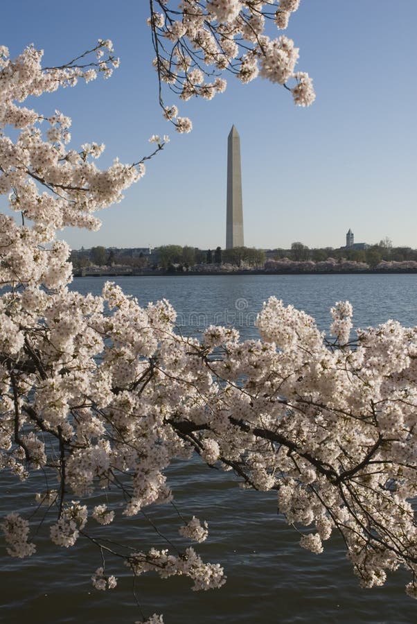 Spring in Washington stock photo. Image of pattern, beautiful - 699272