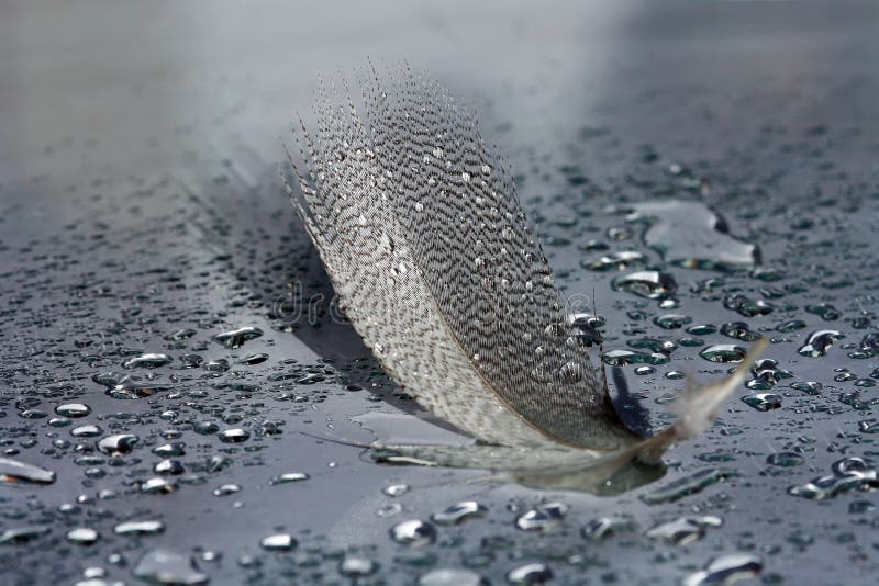 Spring of a Water Bird with Water Drops Stock Image - Image of drops ...