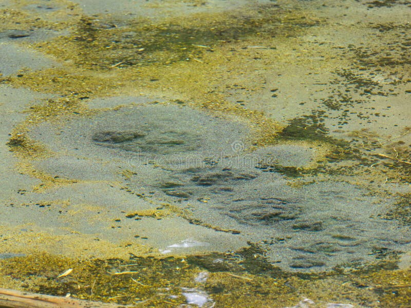 Springs Bubble Up into Stream Stock Photo - Image of clear, water ...