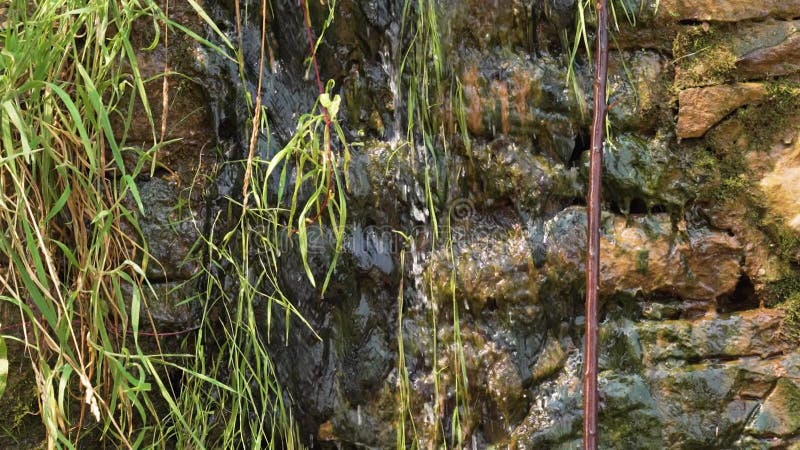Spring Water Flows and Splashes Over Wet Stones with Greenery Stock ...