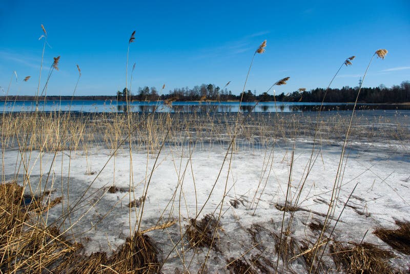 Spring water landscape stock image. Image of rush, edge - 10769679