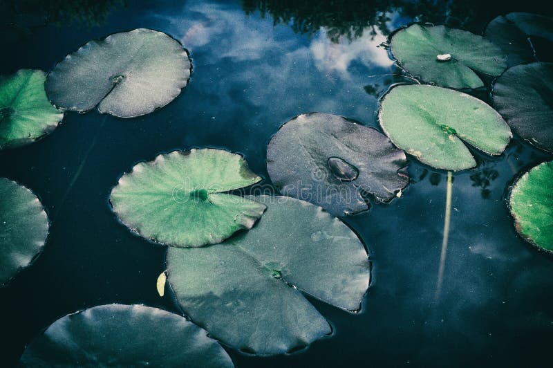 Waterlilies stock image. Image of manual, little, colours - 102218011