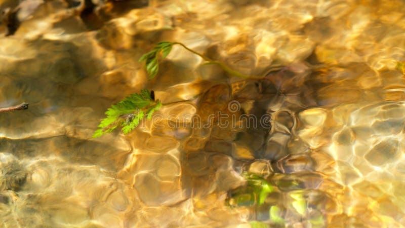Spring water stock footage. Video of closeup, rock, leaf - 281413452