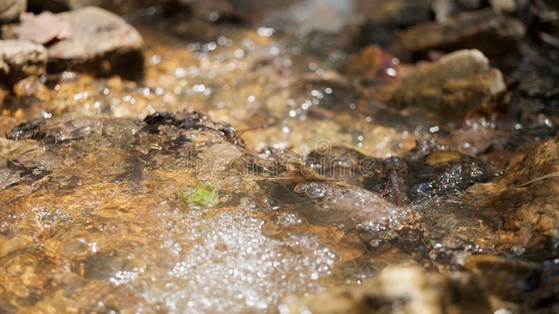 Spring water stock footage. Video of leaves, clear, maple - 281400938