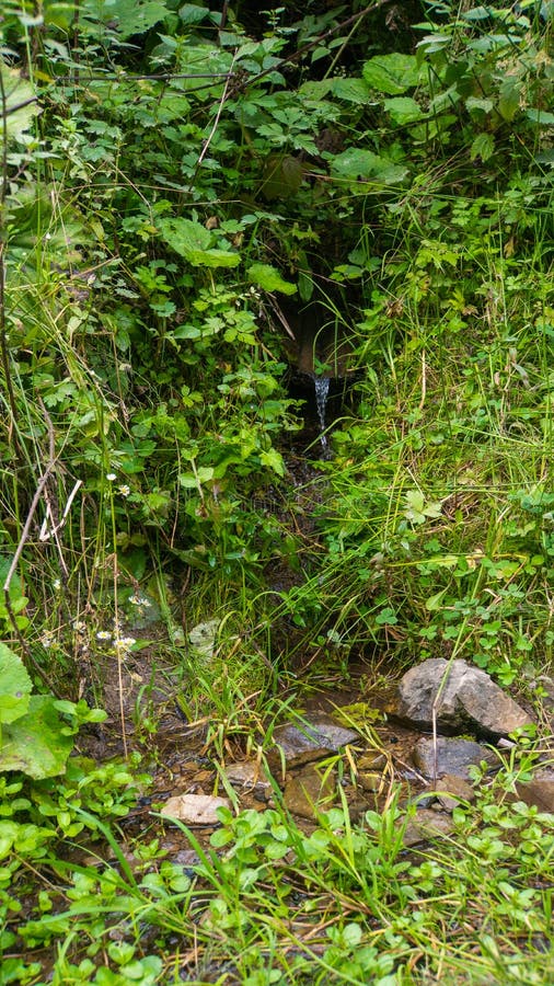 Spring Water Source in Green Forest Stock Photo - Image of forest ...