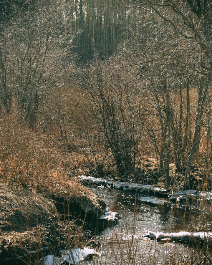 Spring Water Stream Spring Forest Bright March Sun Stock Photo - Image ...