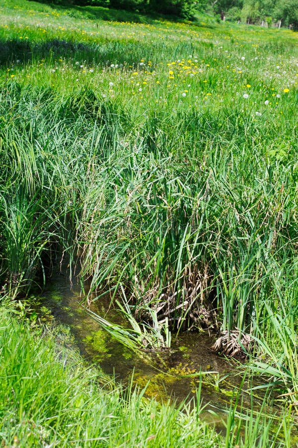 Spring water stock photo. Image of reserve, environment - 58331650