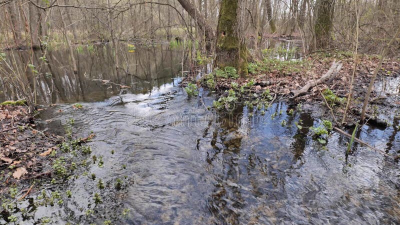Spring Water Stream in the Forest Stock Video - Video of flow, wetlands ...
