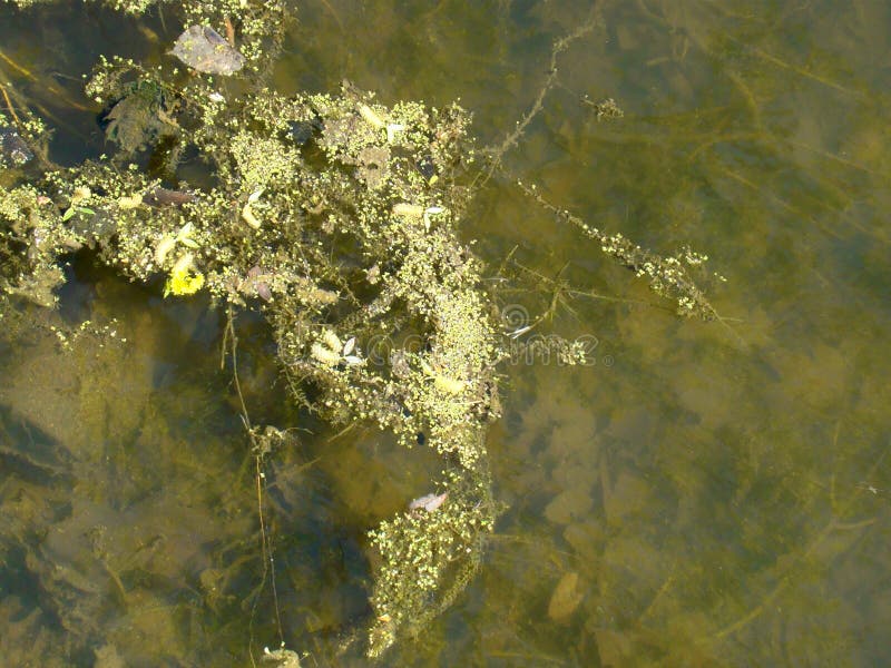 Spring water surface stock image. Image of waterside - 113297845