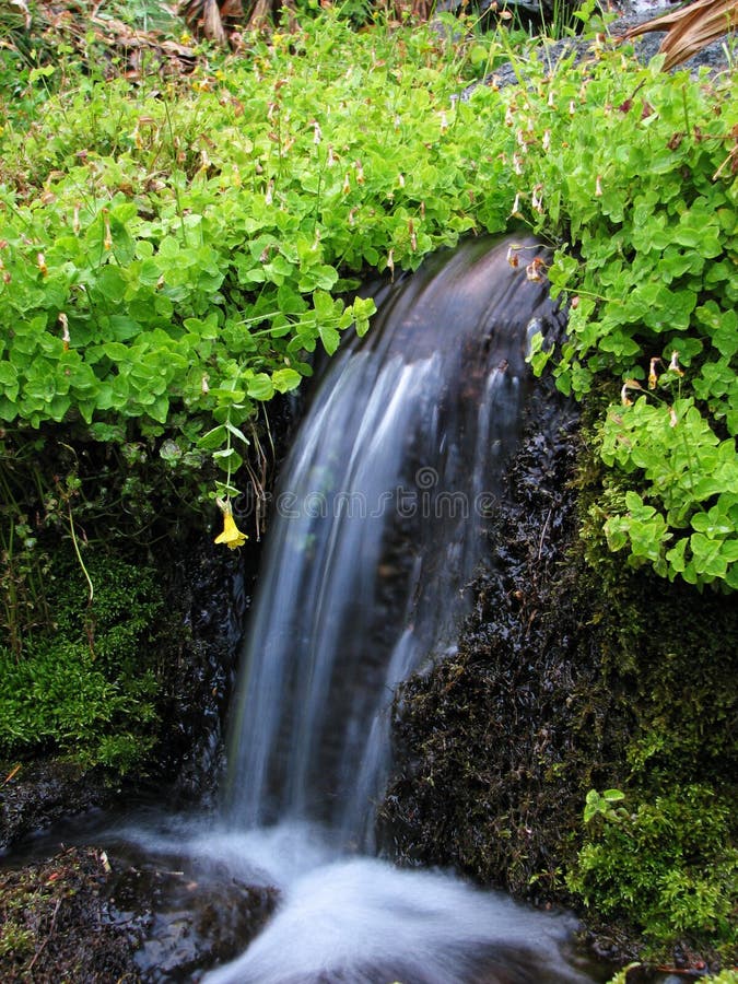 Flowing spring stock image. Image of clean, green, silky - 3298671