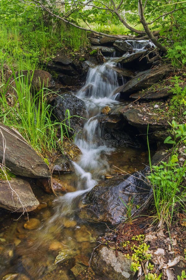 Spring Waterfall on a Stream Flowing Stock Photo - Image of river, pine ...