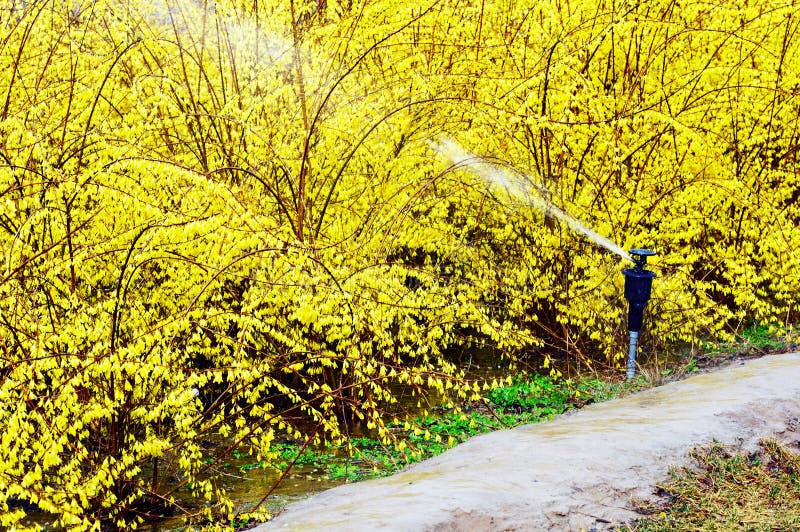 Spring Watering Picture. Image: 4847855